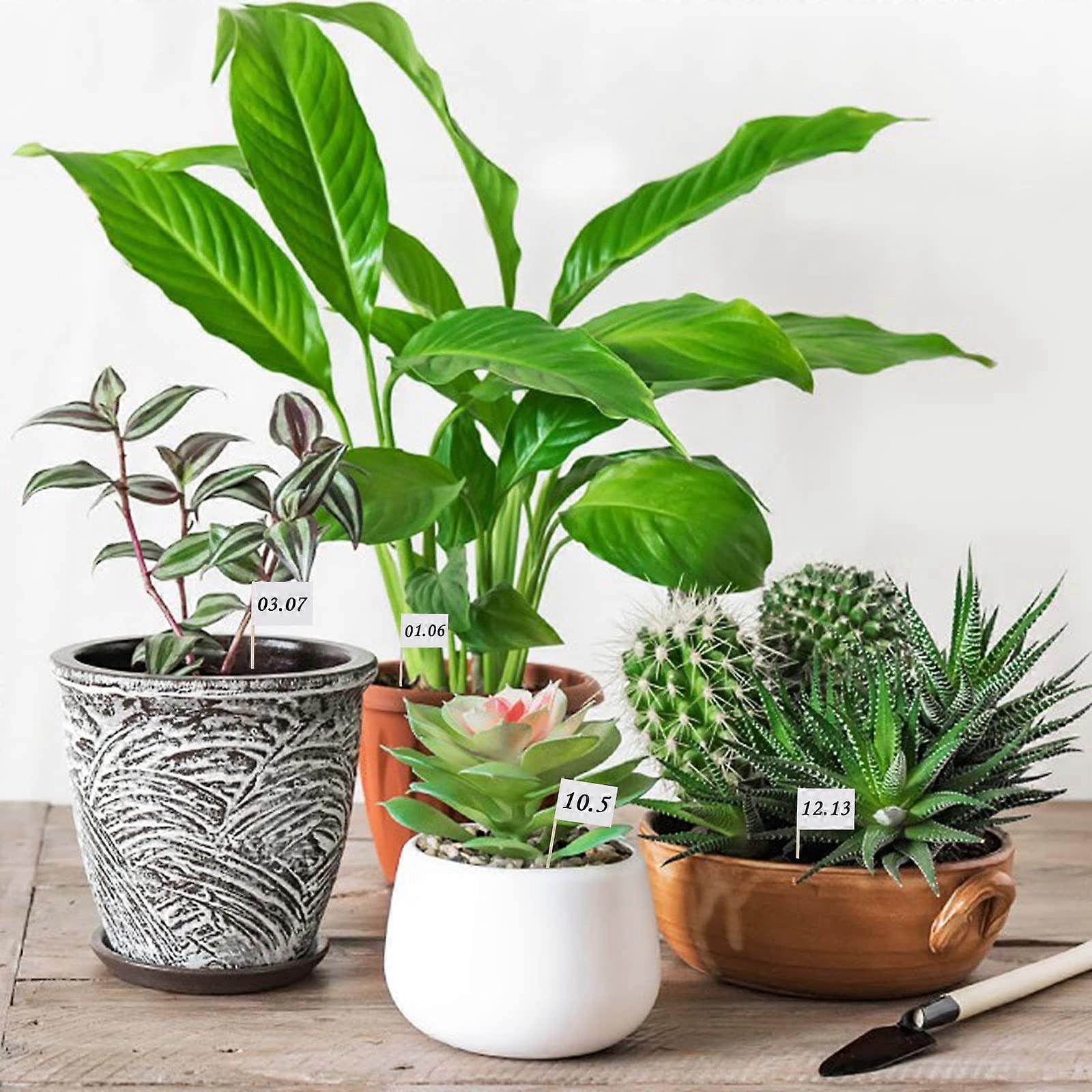 100PCS Party Food Labels for Buffet, White Blank Toothpick Flags ...