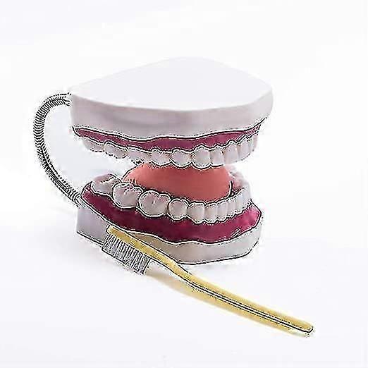 Large Teeth Model 6x magnified mouth model with 32 teeth and movable ...