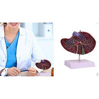 Human Liver Anatomy Model for Disease Study, Life Size Liver Model ...