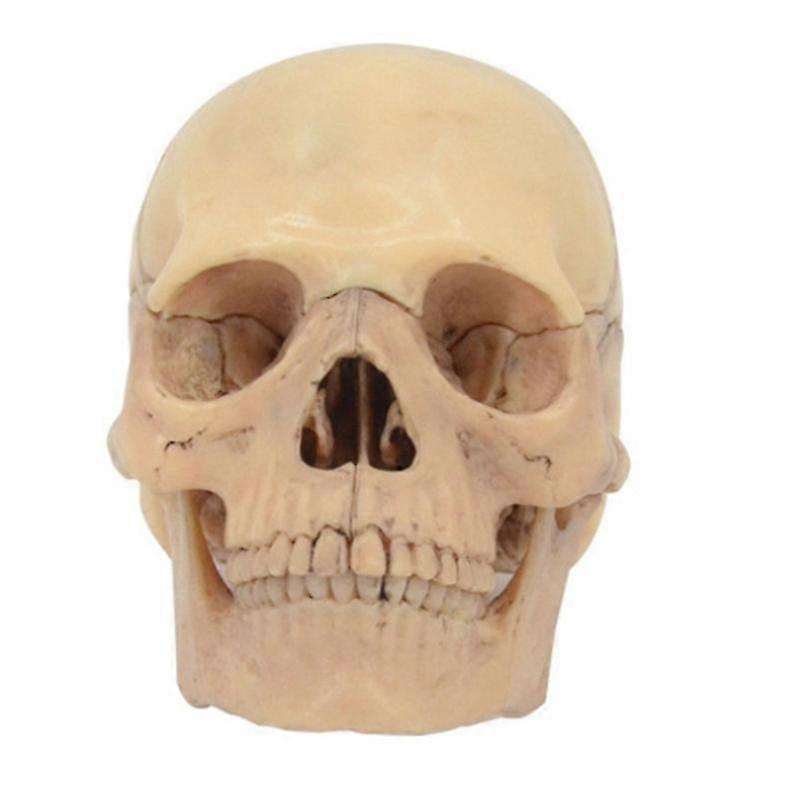 4d Disassembled Skull Anatomical Model Detachable Teaching Tool,a ...
