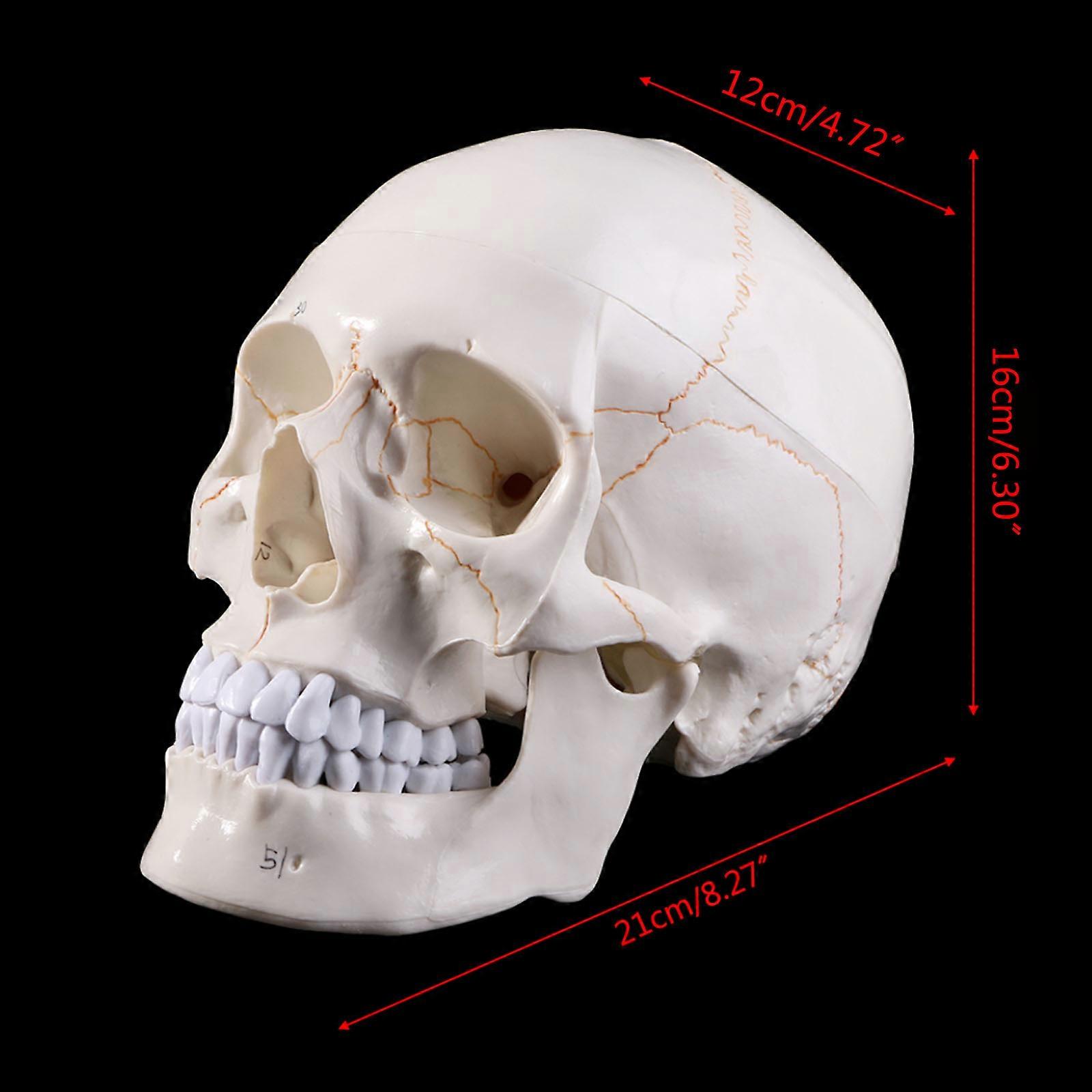 Life Size Human Skull Model Anatomical Anatomy Medical Teaching ...
