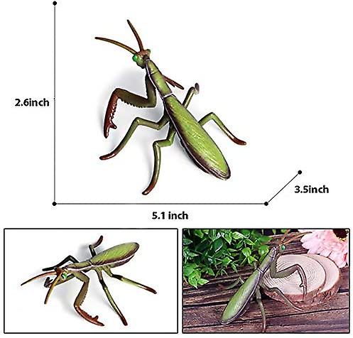 Insect Praying Mantis Growth Cycle Figurine Praying Mantis Life Cycle ...