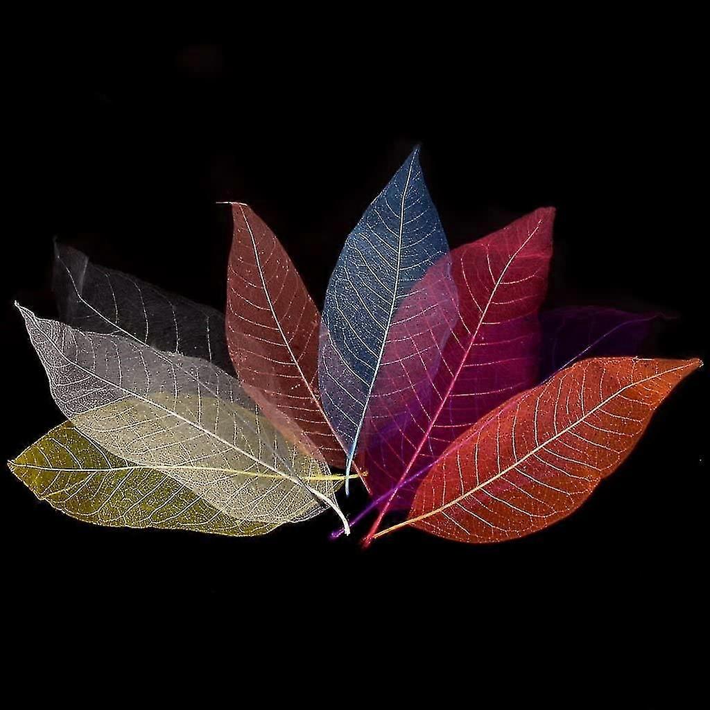 New 50pcs Magnolia Skeleton Leaves (Skeleton Floral Dry Petal ...