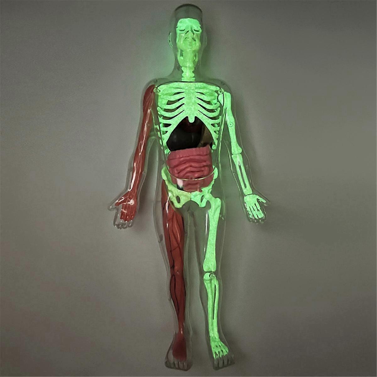 DIY Assembly of Noctilucent Human Organ Skeleton Model Anatomy for ...