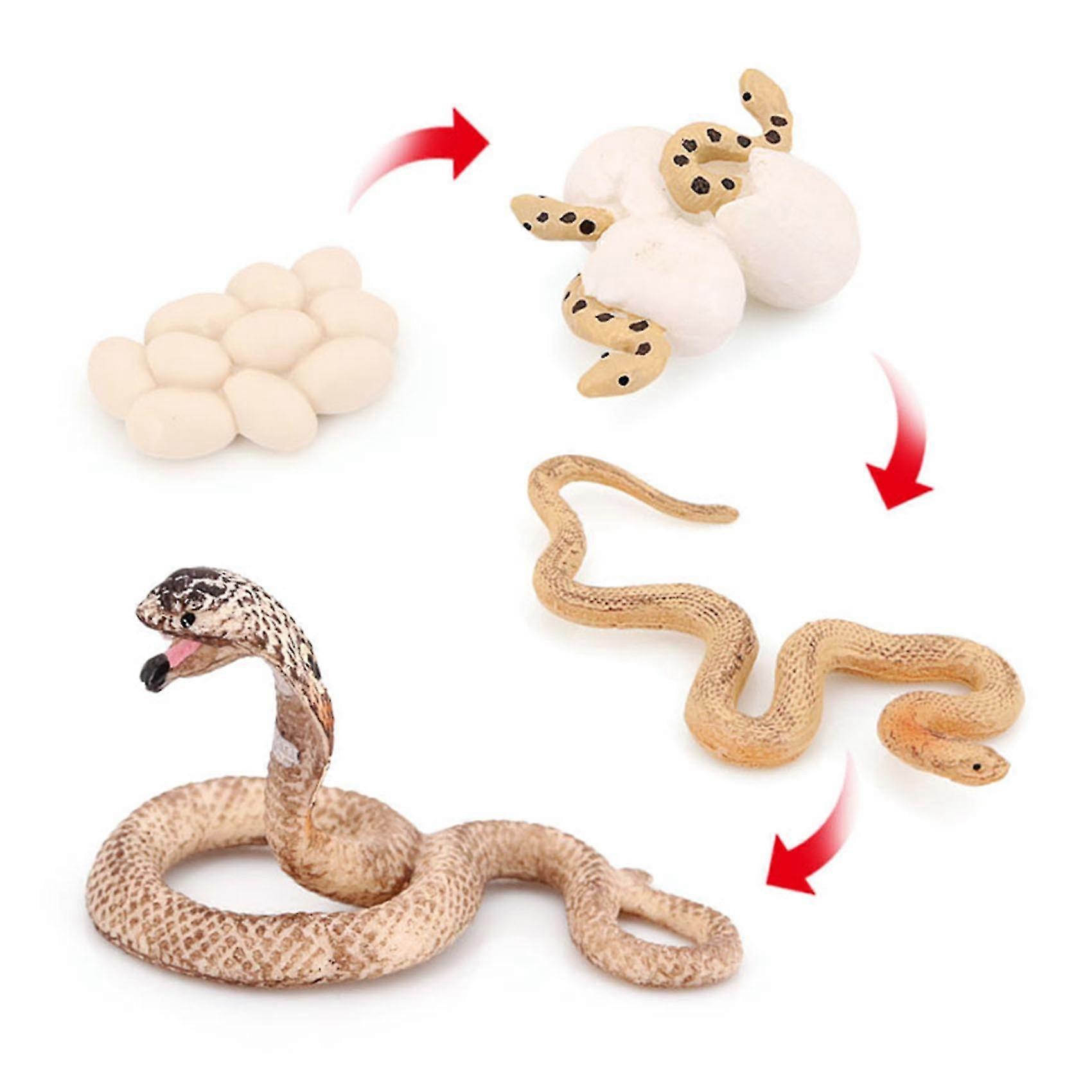 Life Cycle Board Cobra Life Cycle Board Set Lifestyle Kids Teaching ...