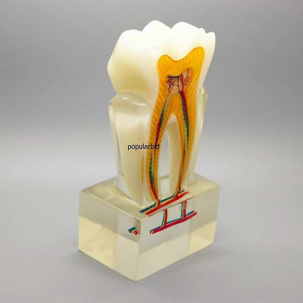 6:1 Orthodontic Model Clear Base Nerve Teeth Teaching Anatomical ...