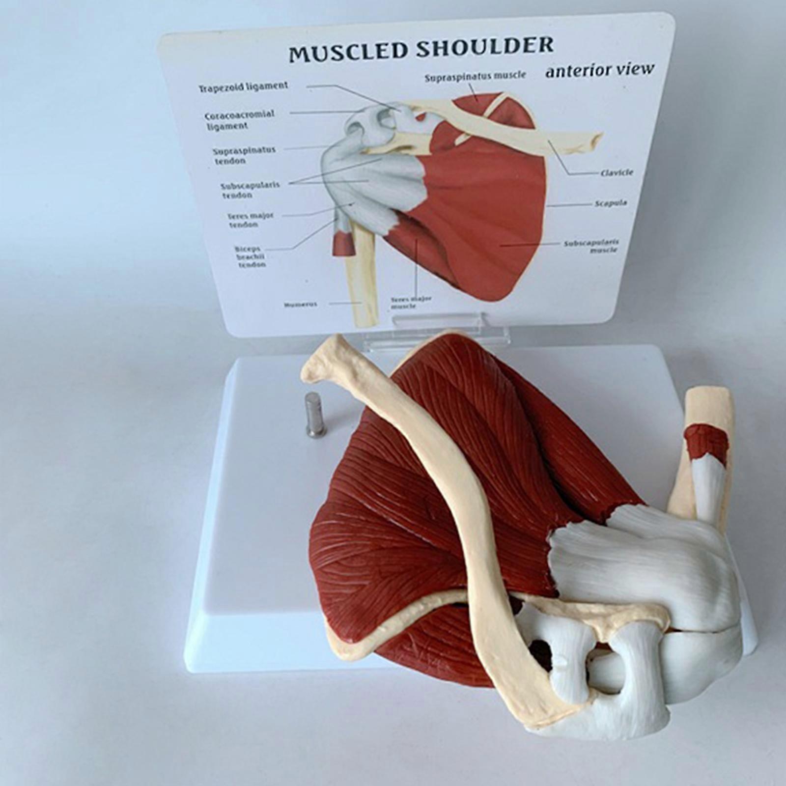 Human skeletal scapular girdle clavicular muscle model skeleton human ...
