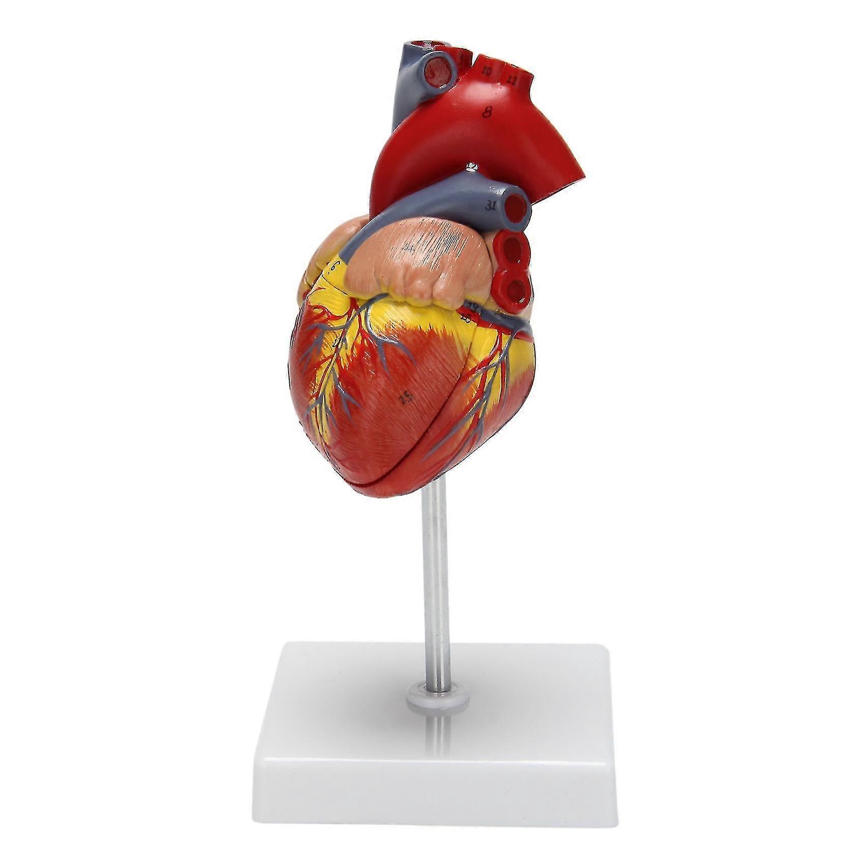 1: 1 Modelo de corazón humano, anatómicamente modelo de corazón ...