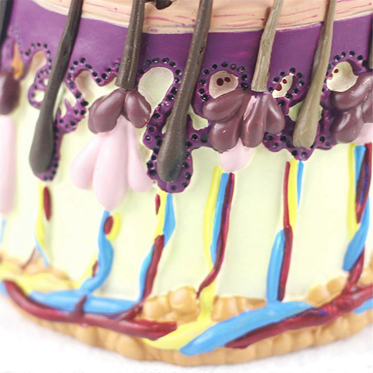 Human Skin Anatomy Model Hair Growth Process Follicle Skin Structure ...