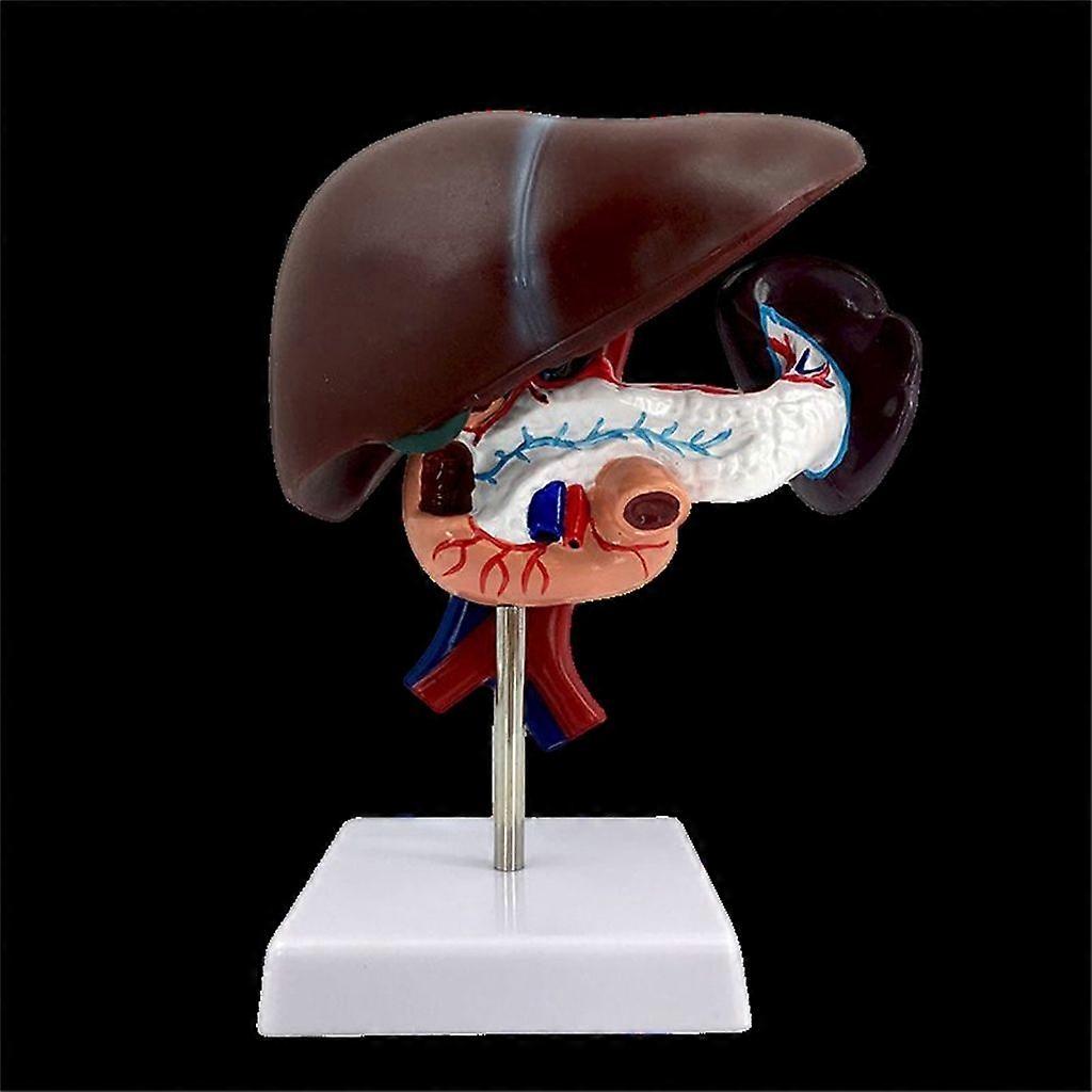 Gallbladder Model Life Size Human Stomach Gallbladder Pancreas Duodenum ...