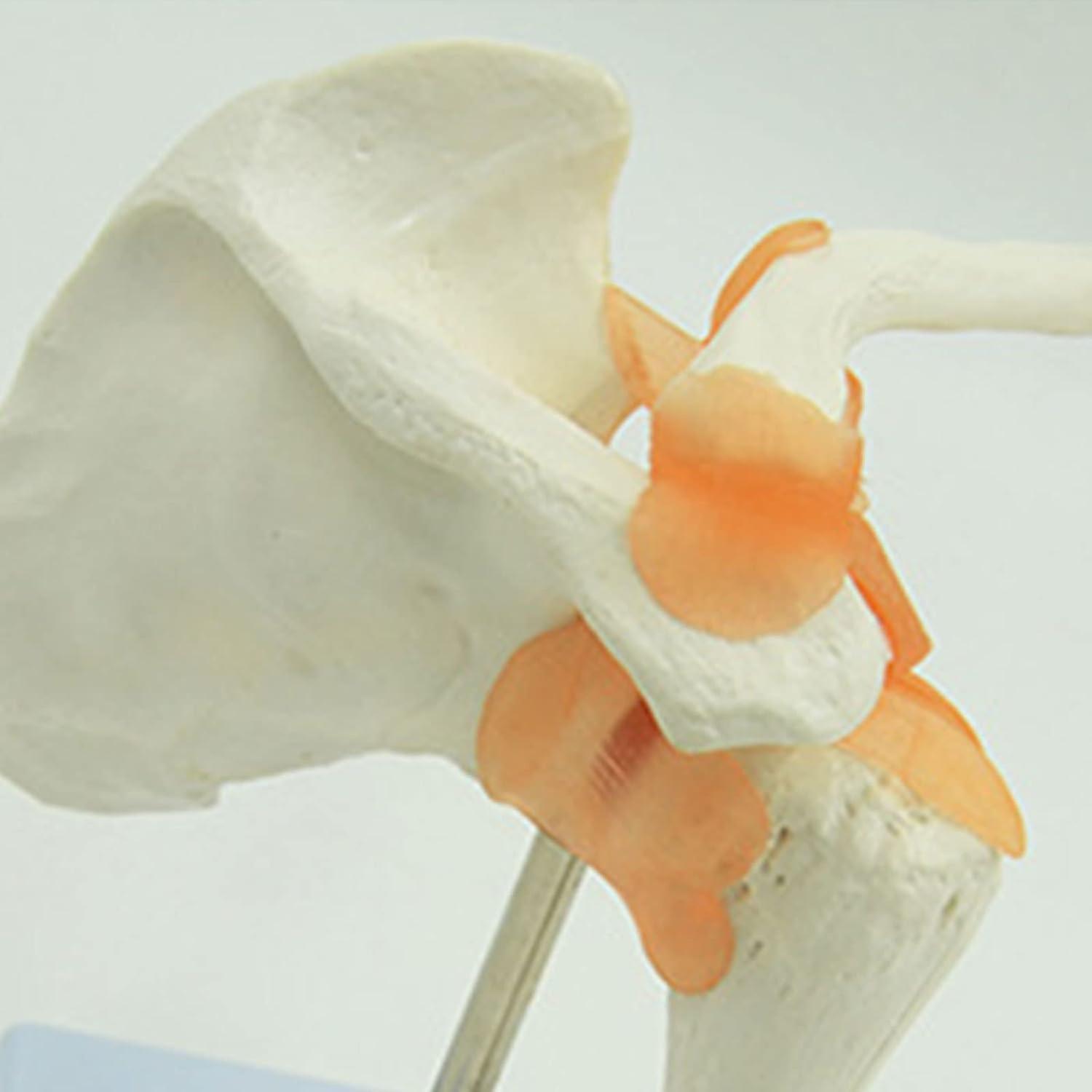 Scientific Medical Shoulder Anatomy Model with Functional Base ...
