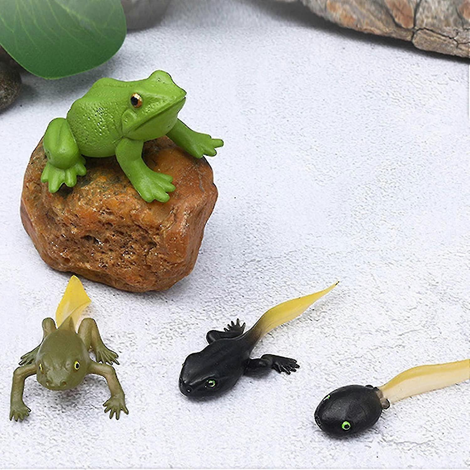 Frog Life Cycle Set 5 Pcs,growth Diary Figures Modellearning ...