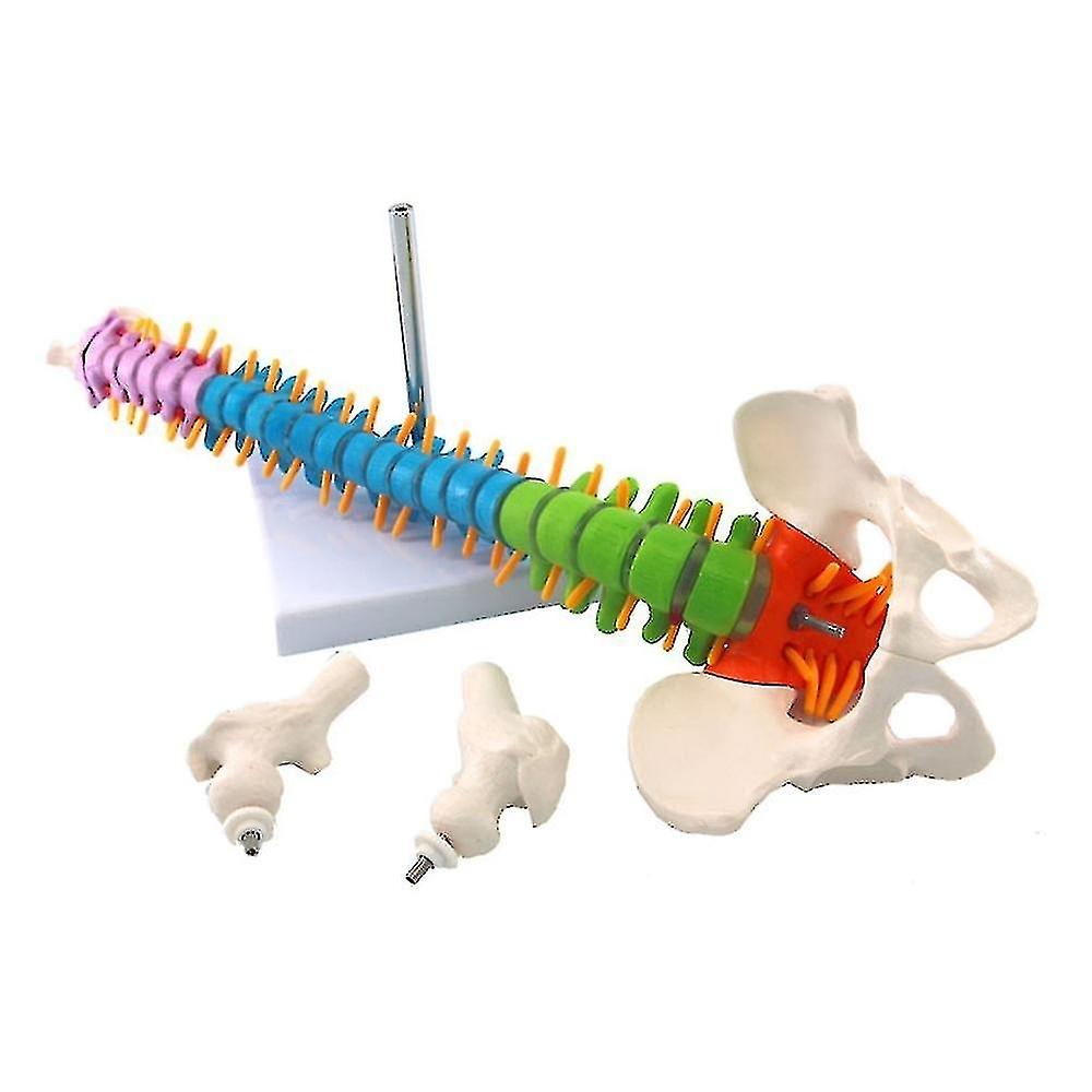 45CM color human spine model with pelvis, femur, coccyx, spine, lumbar ...