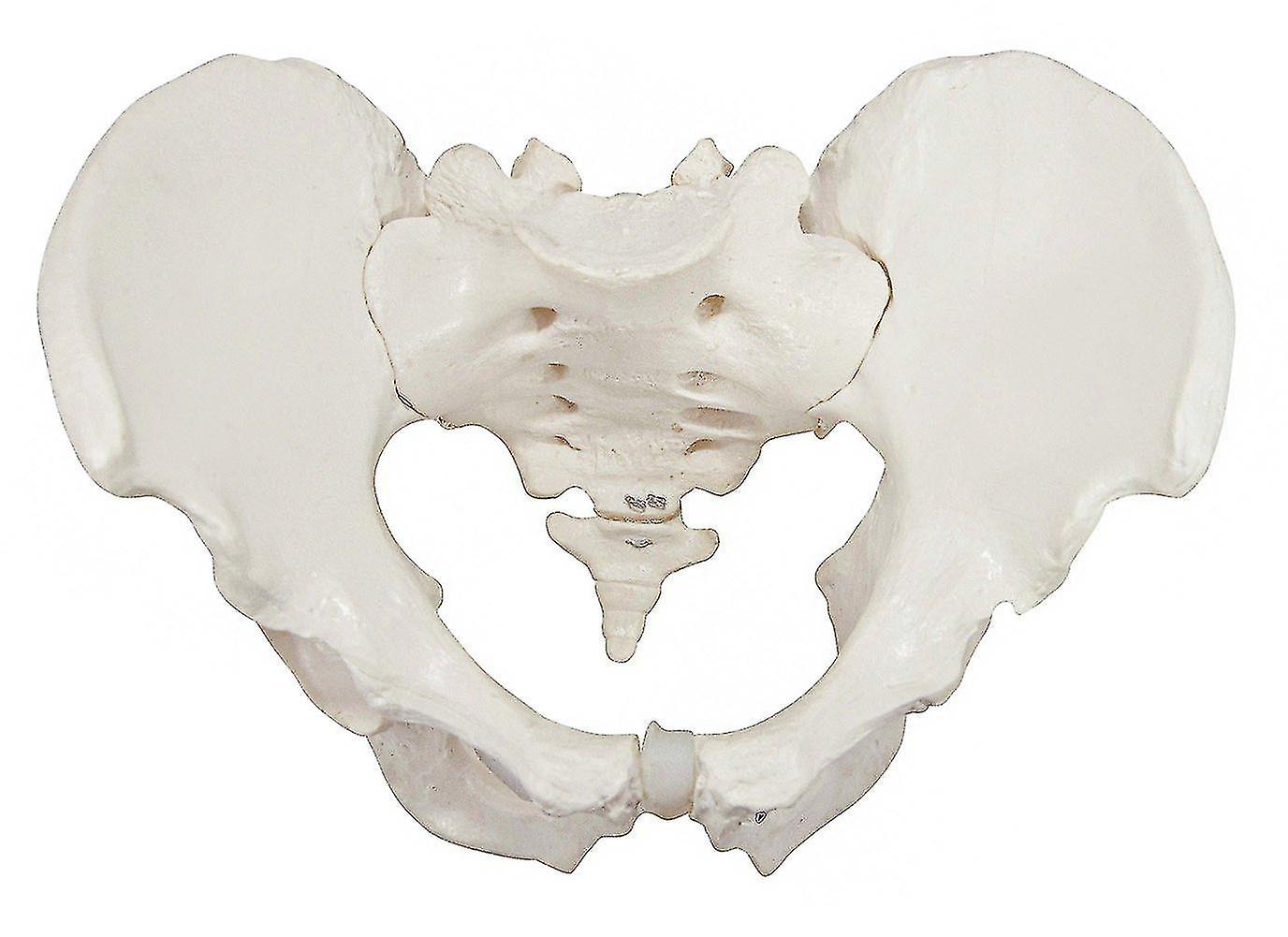 Male Pelvis Model, Life Size Pelvic Human Anatomy Features Hip, Sacrum ...