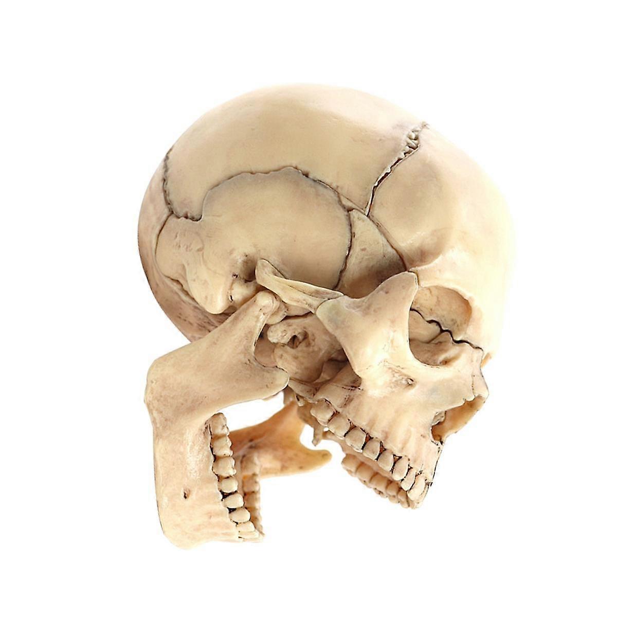 Medical-Skull Human Body Model Education Skull Model 1:2 for Student ...