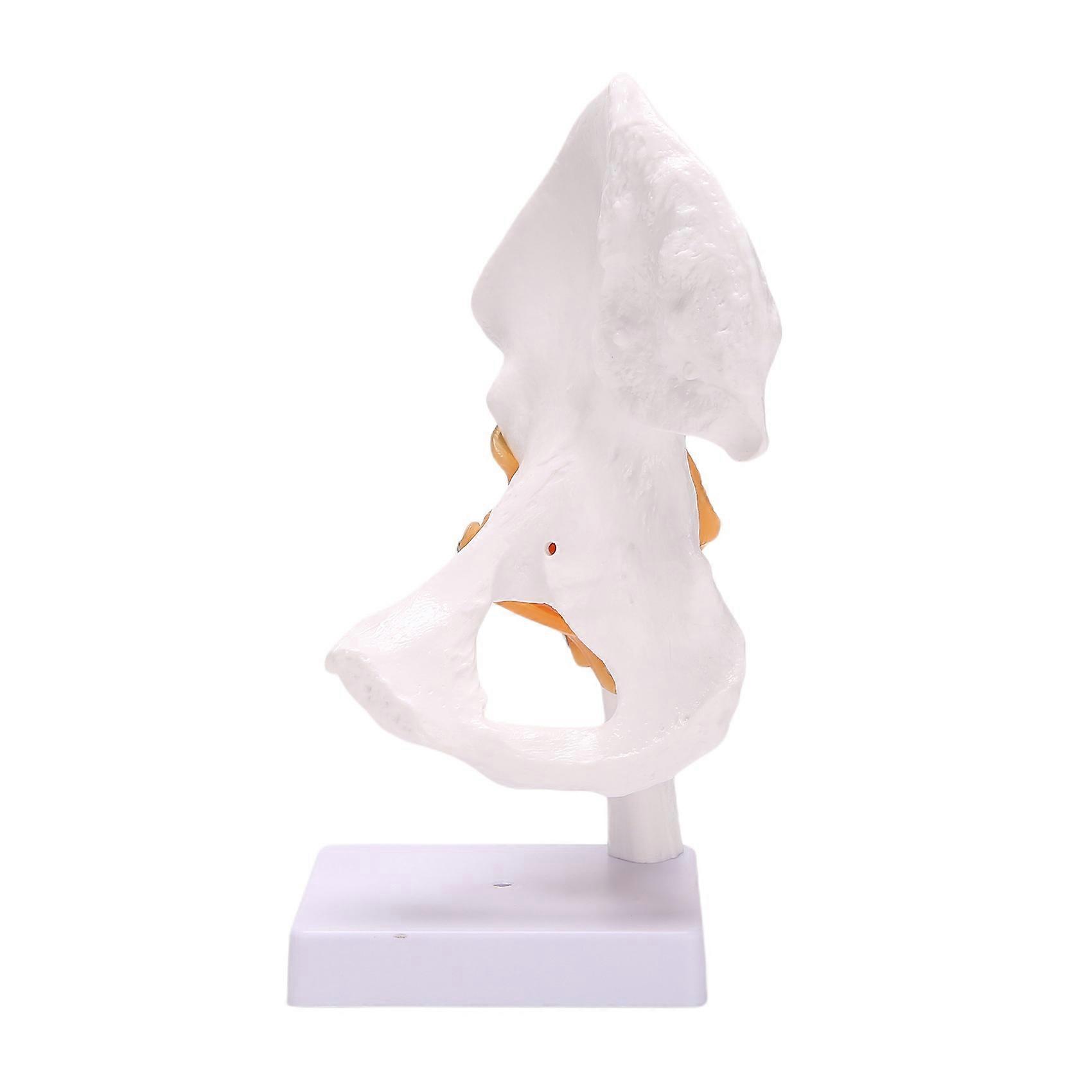 Life Size Hip Bone Model - Hip Joint Model with Flexible Ligaments and ...