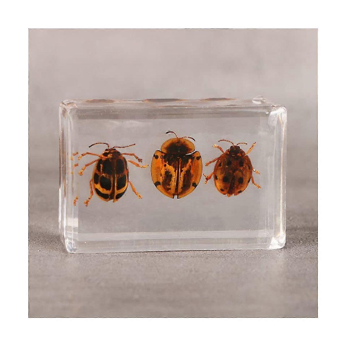 10 Beautiful Insect Specimens In Crystal Resin Insect Collection Paper ...