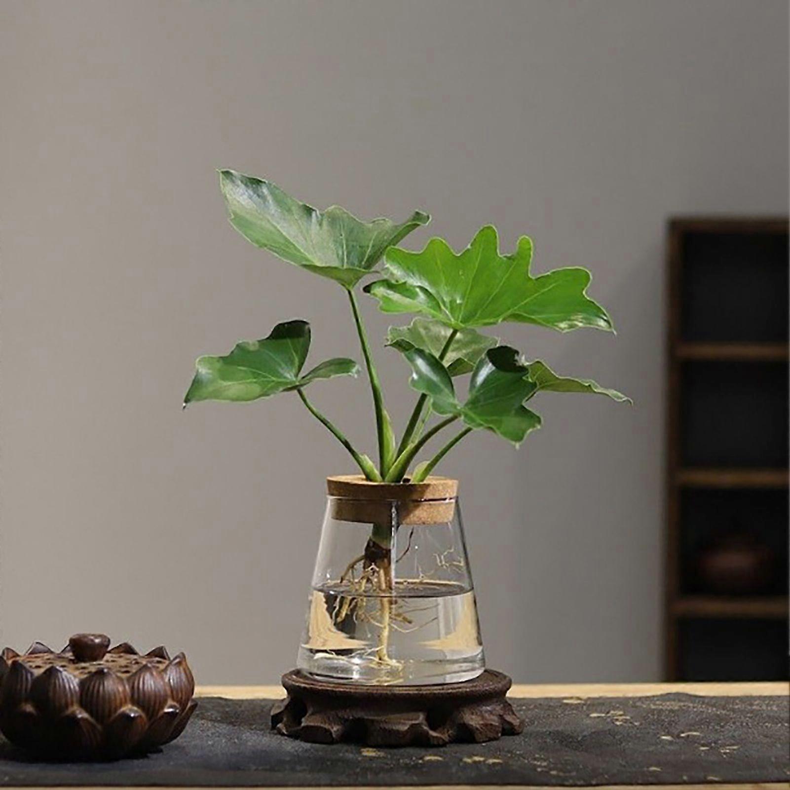 Plant Propagation Station Glass Planter with Wooden Tray Lid Tabletop ...