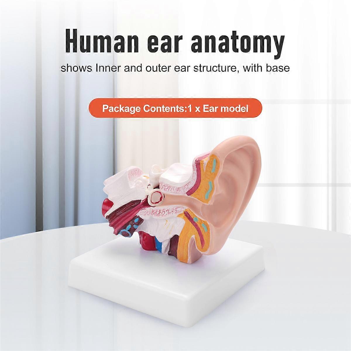 1.5 Human Ear Anatomy Model Showing Organs Structure Of the Central and ...