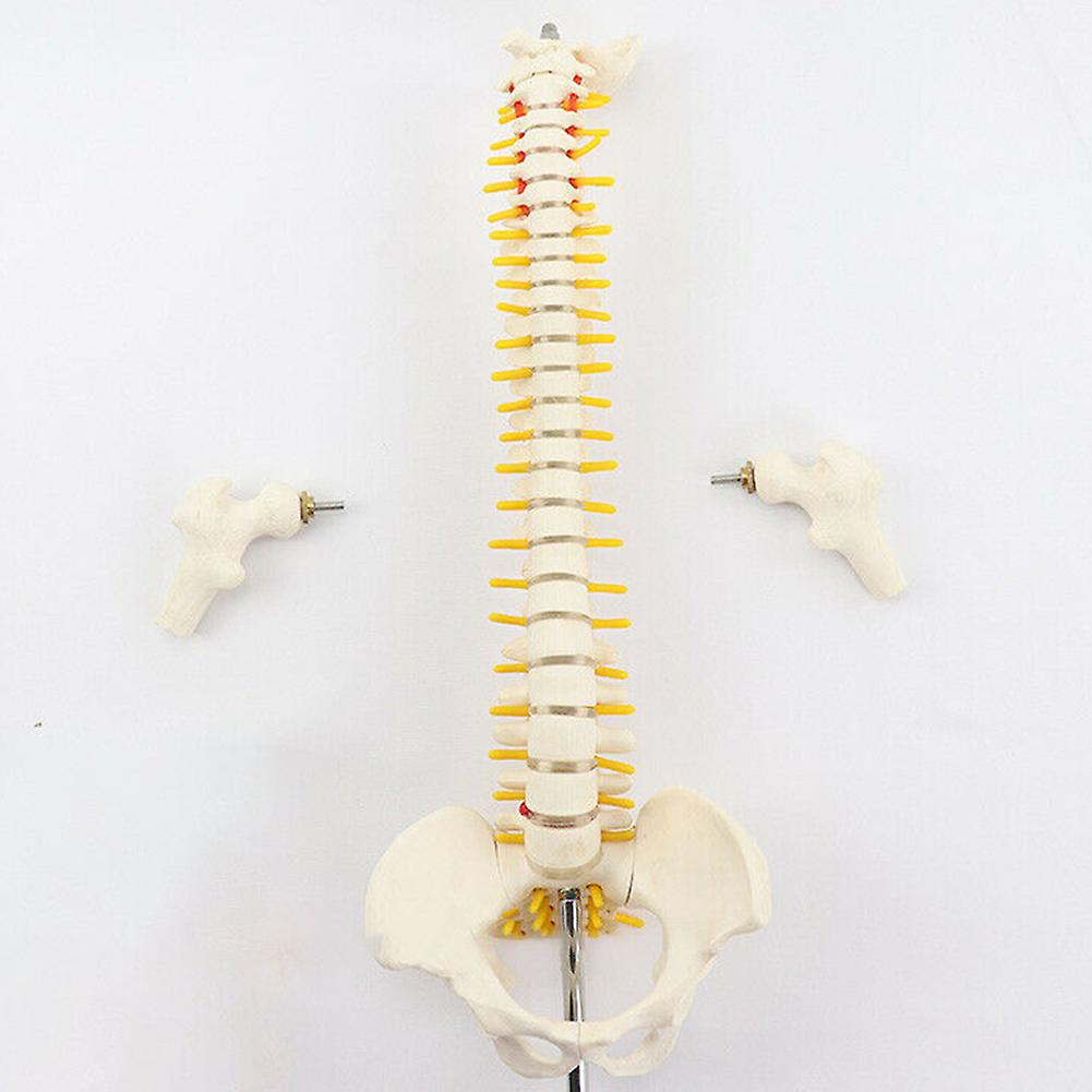 45cm Anatomical Spine Model Pelvic Flexible Model Anatomy Learning ...