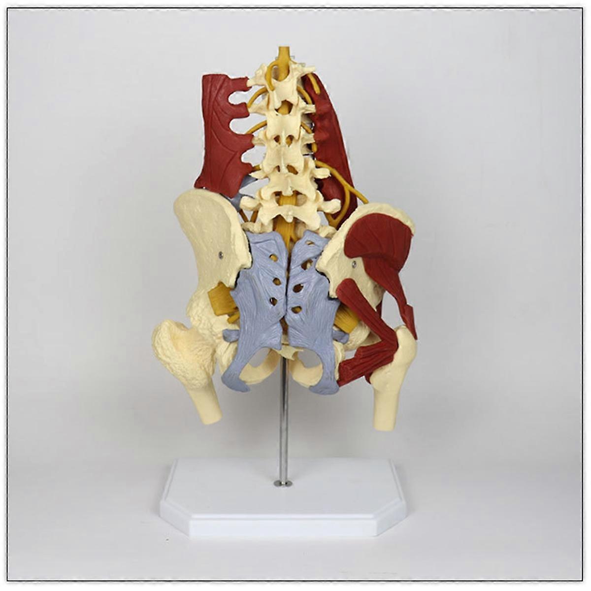 Lumbar Spine Bone Model, Pelvis Model, Pelvic Floor Muscle Anatomy ...