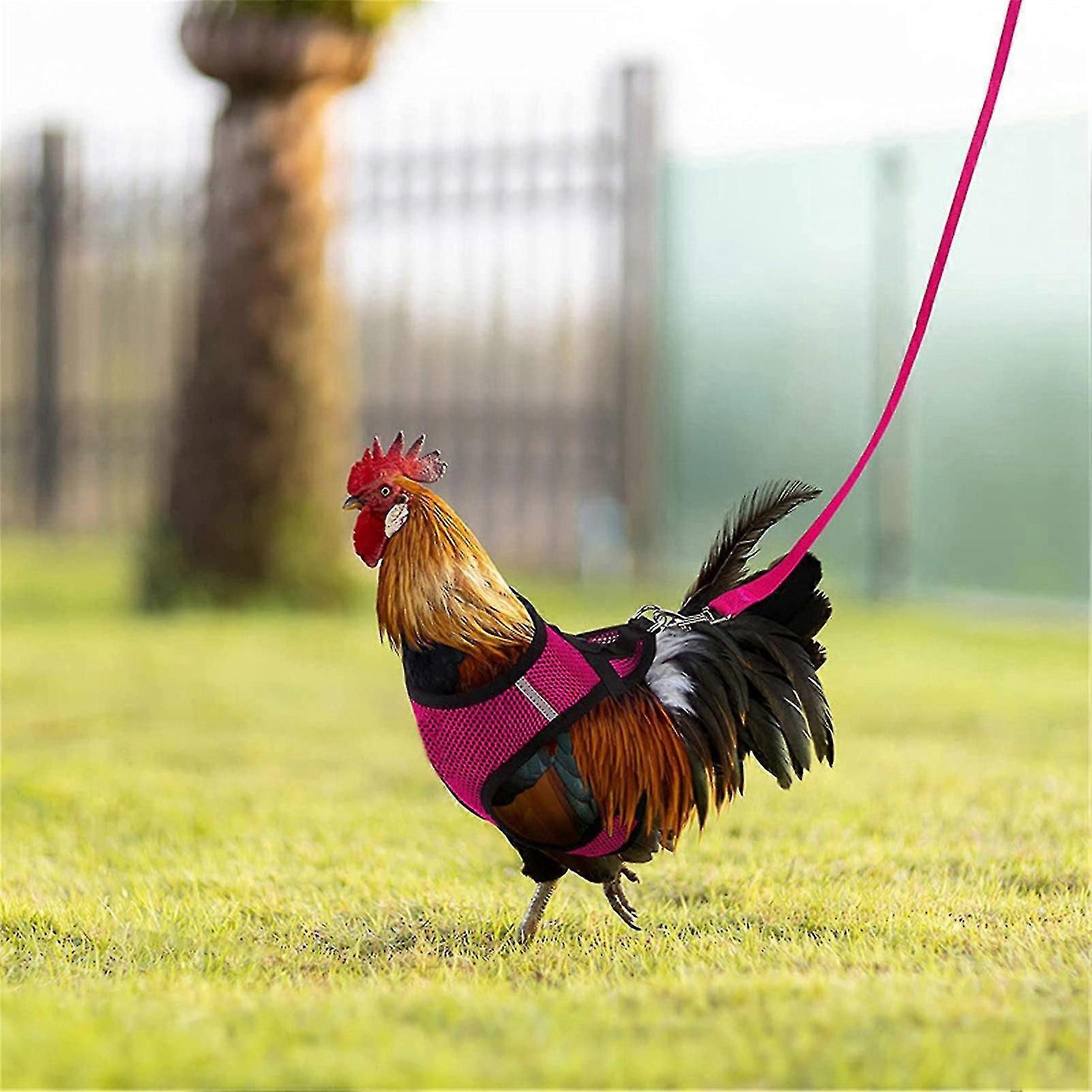 1 Set Chicken Harness With Leash Breathable Adjustable Chicken Duck ...