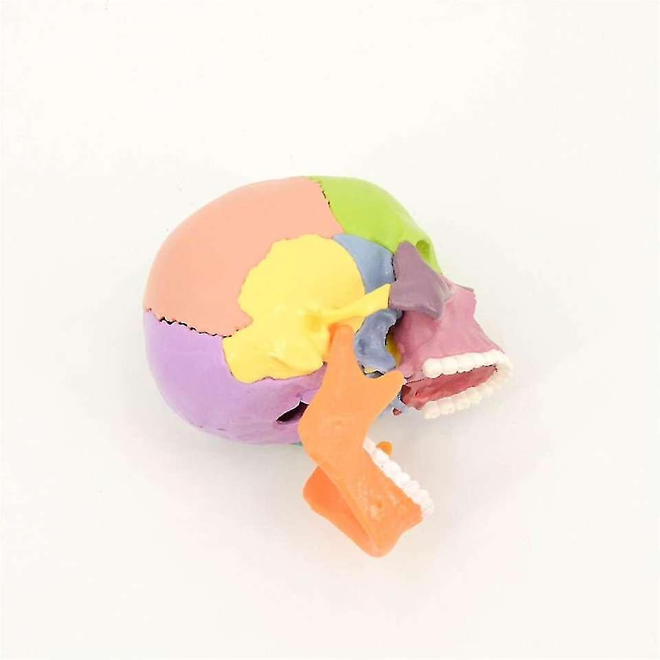 Mini Human Skull Model, 15 Parts Palm-sized Anatomy Skull Model ...