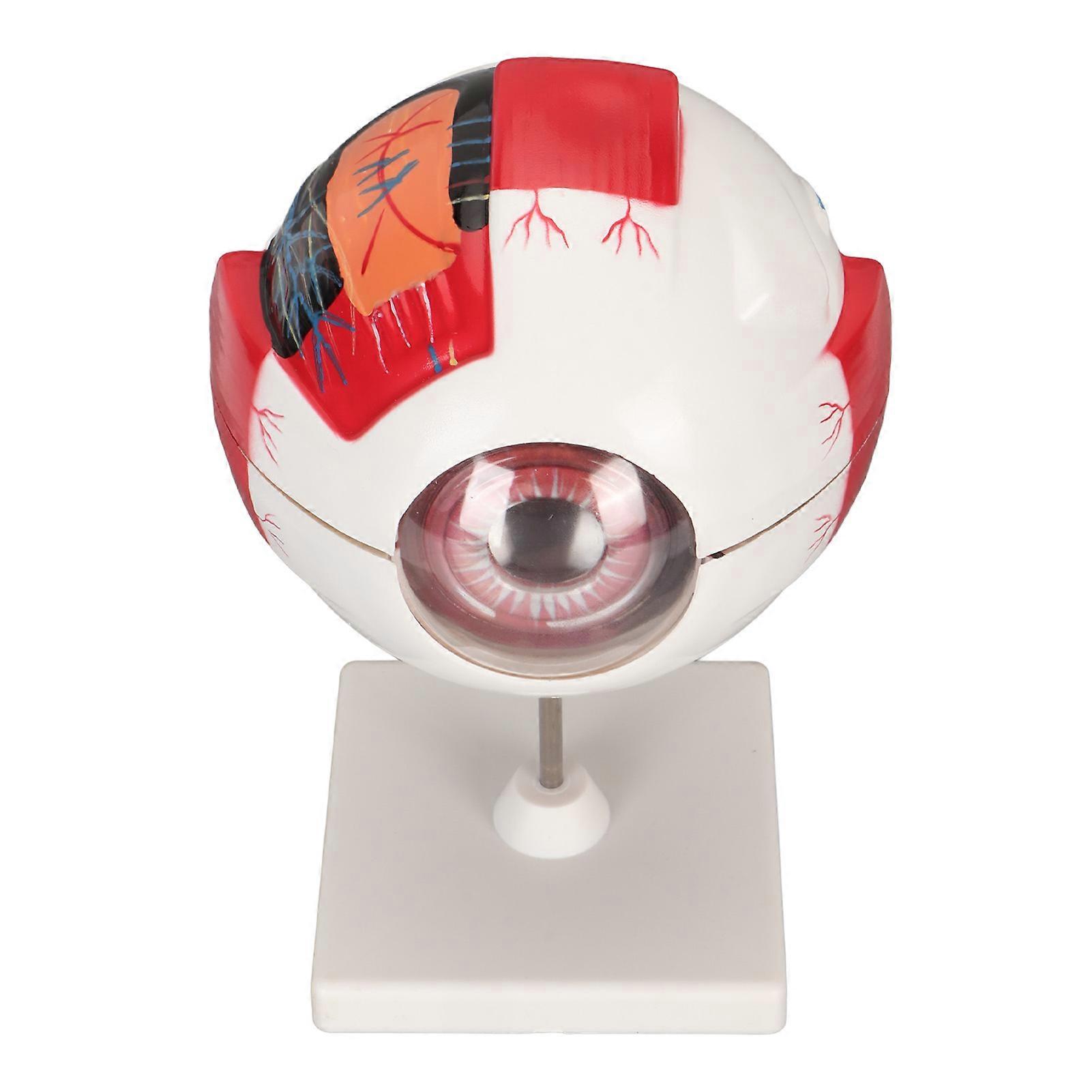 Eye Anatomy Model 6X Enlarged Strong PVC 7 Parts Easy Disassembly Human ...
