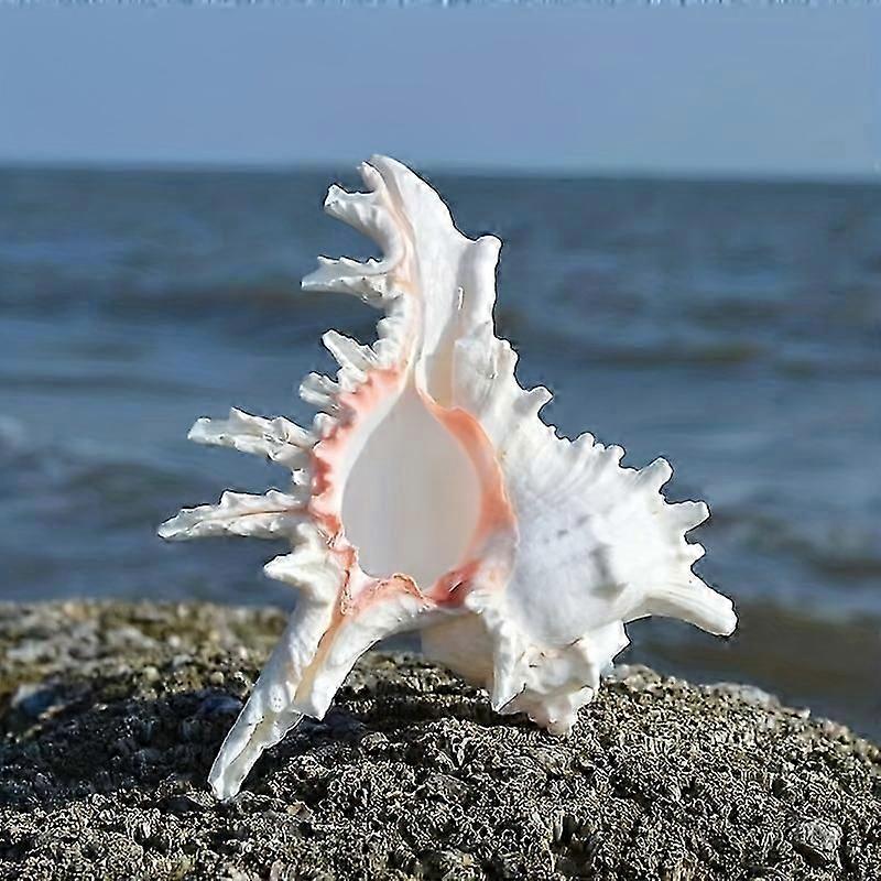 Exquisite Natural Seashells - Ideal Aquarium Decor - Transform Fish ...