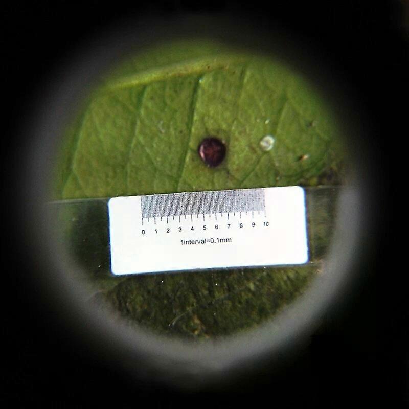Handheld Magnifier, Small Illuminated with Scale, Magnifying Glass for ...