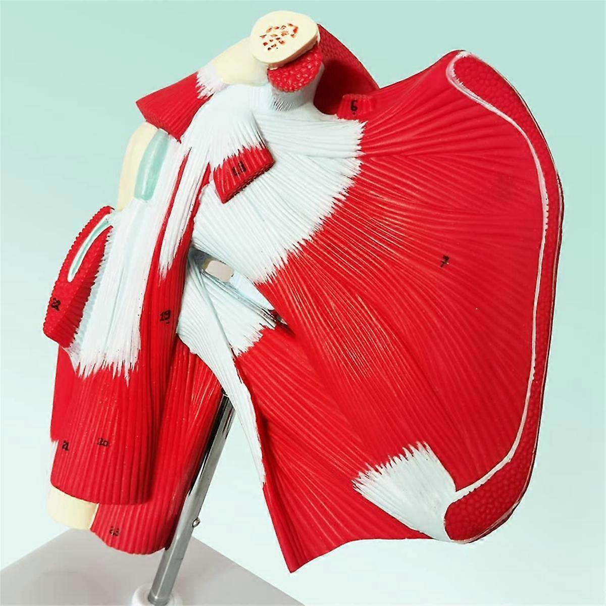 Muscled Shoulder Joint Model - Shows Complete Shoulder Musculature From ...