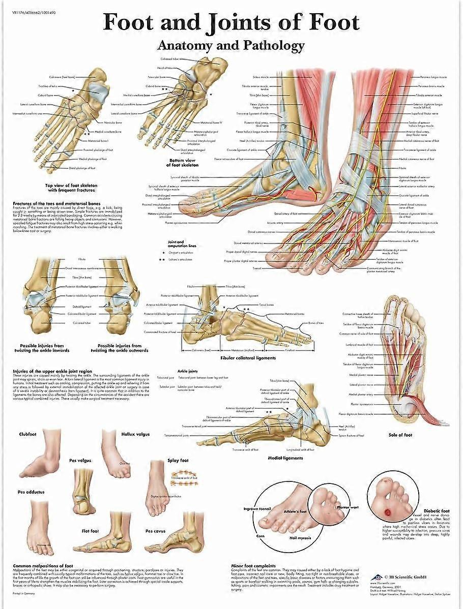 Laminated 24x24 Poster: Anatomical Charts and Posters Anatomy Charts Foot and Ankle Laminated ...