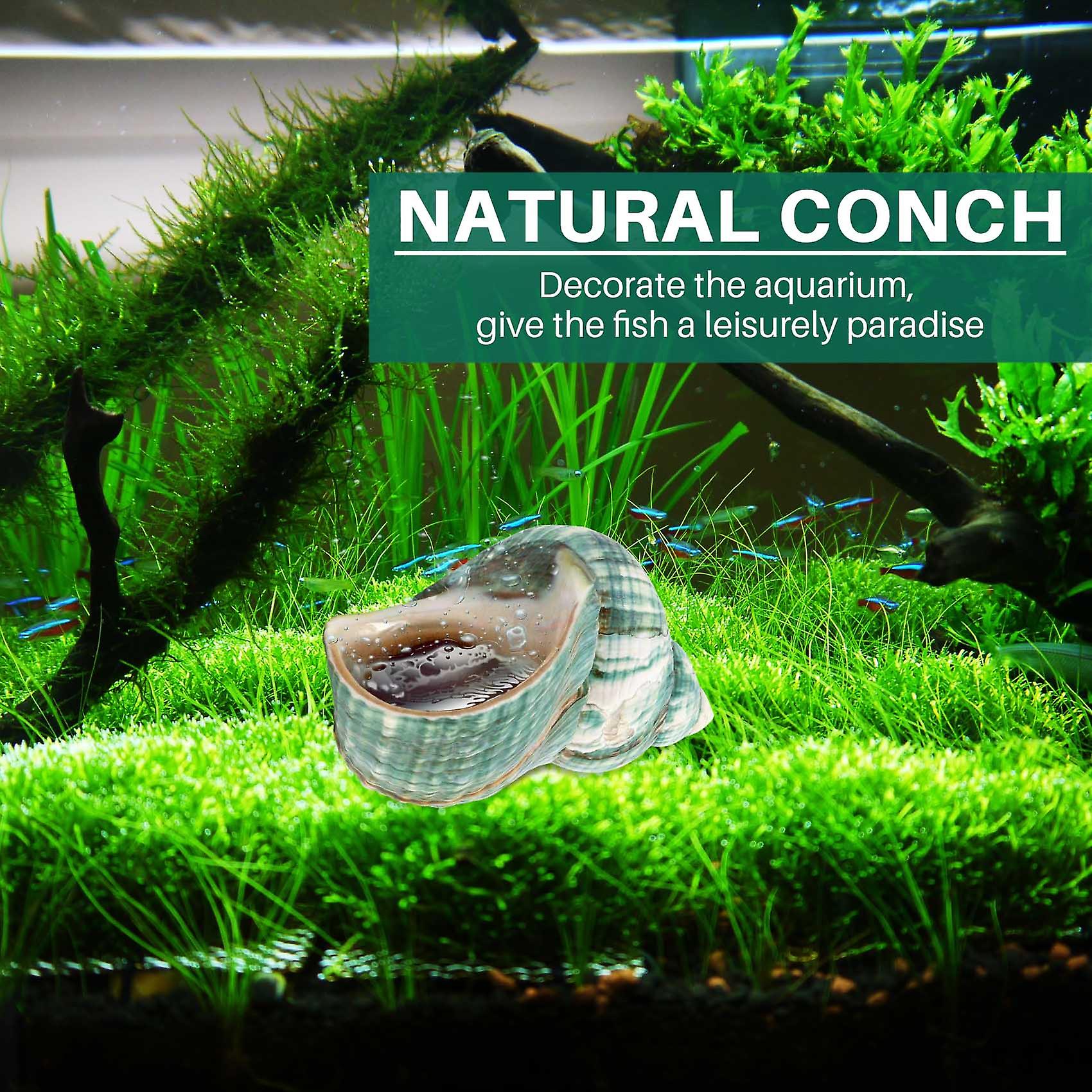 10cm Green Turbo Natural Rare Real Sea Shell Conch Stunning Decor Ocean ...