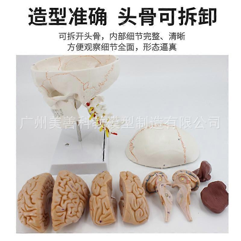 Adult 1:1 skull anatomy specimen medical simulation human skull model ...