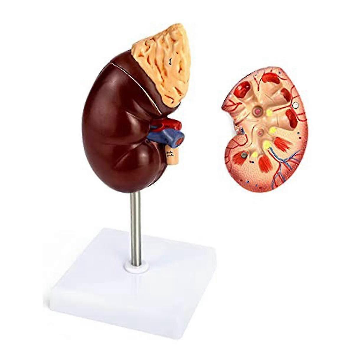 Life-Size Kidney Model, 2 Parts Showing Internal Structure a Kidney ...