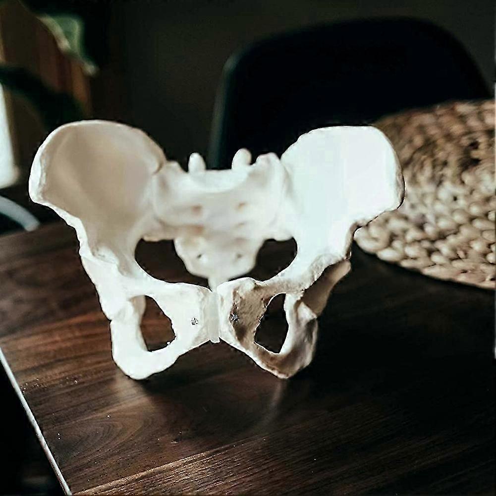 Life Size Female Pelvis Model, Hip Model - Female Anatomy Model, Hip ...