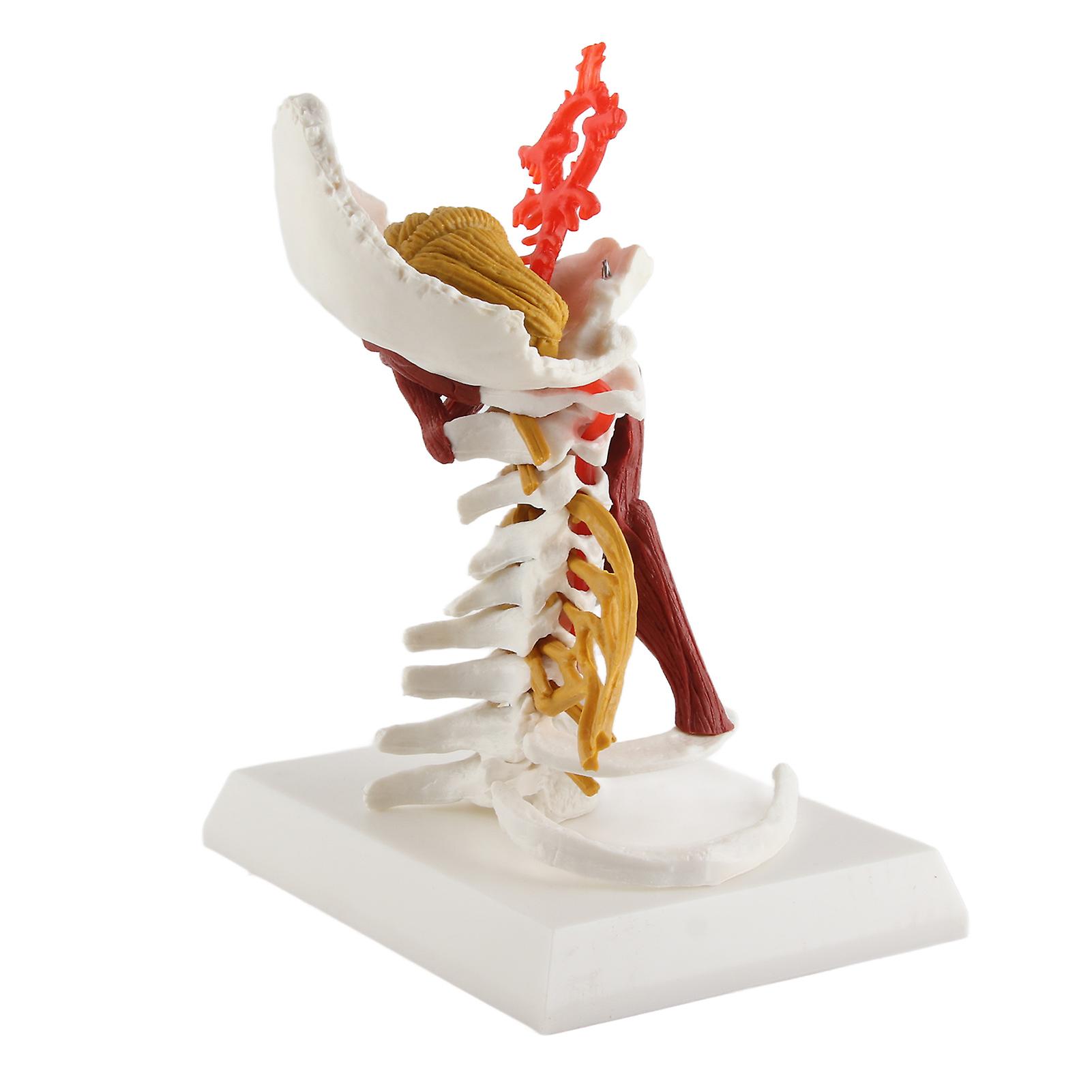 Cervical Spine Model Removable Human Spinal Nerves Model for Doctor ...