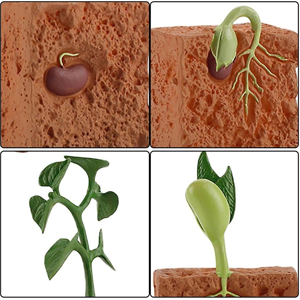 Bean Plant Life Cycle