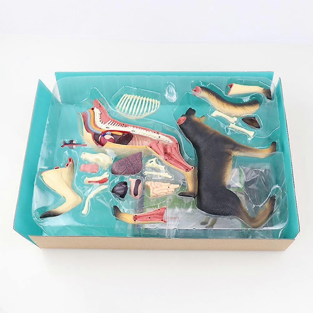 Animal Organ Anatomy Model 4D Dog Intelligence Assembling Toy Teaching ...