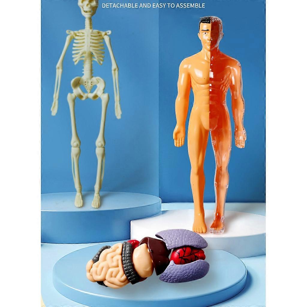 Human Body Anatomy Model Detachable Torso Organs Skeleton Education Model for Teaching Study ...
