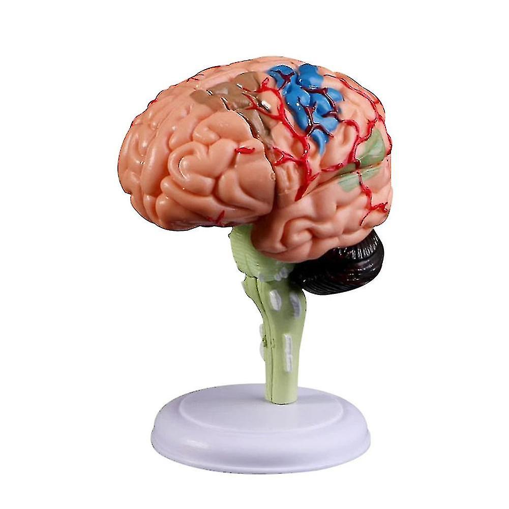 4d Disassembled Anatomical Human Brain Model Anatomy Medical Teaching ...