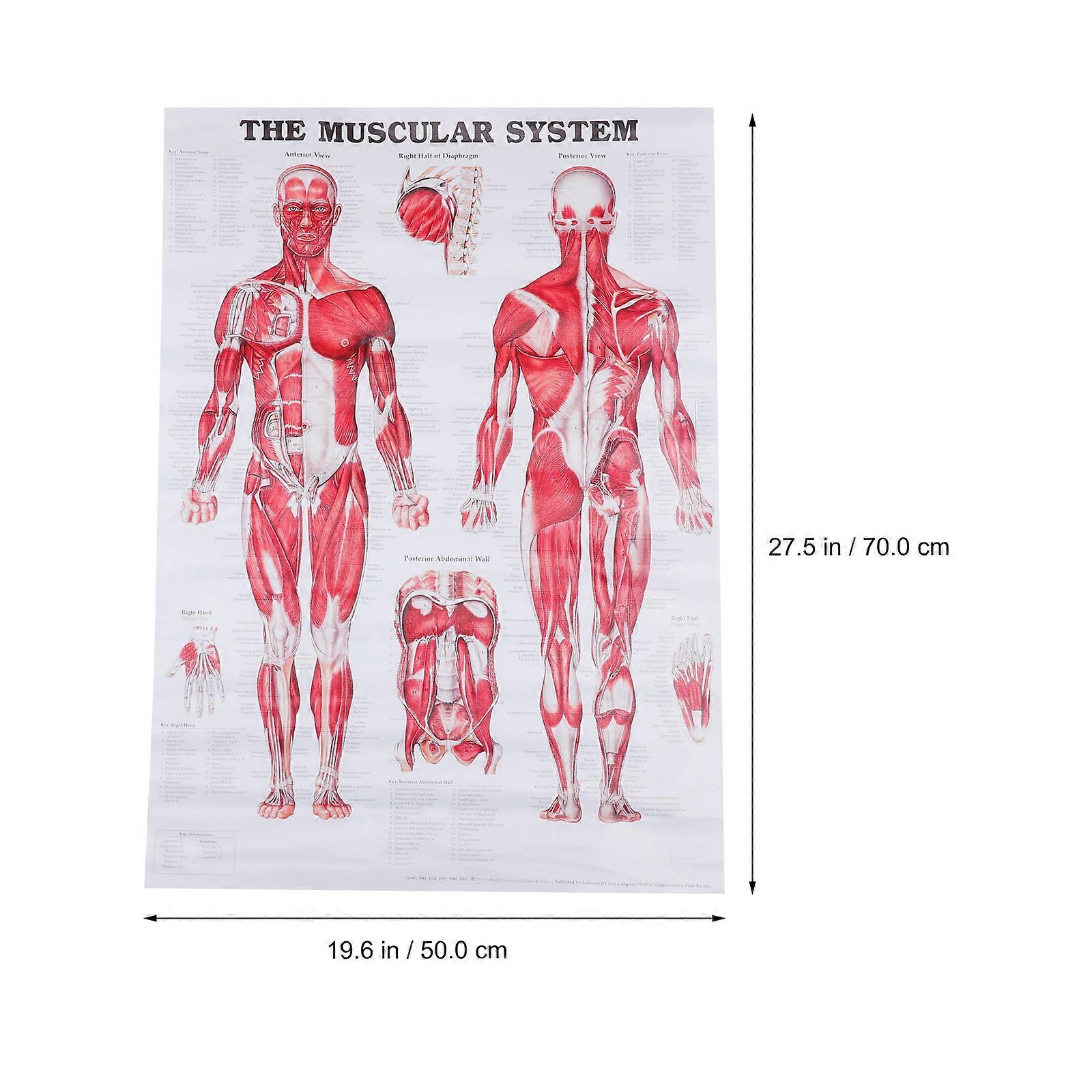 Anatomical Poster Muscular System Muscle Anatomy Chart Wall Hanging ...