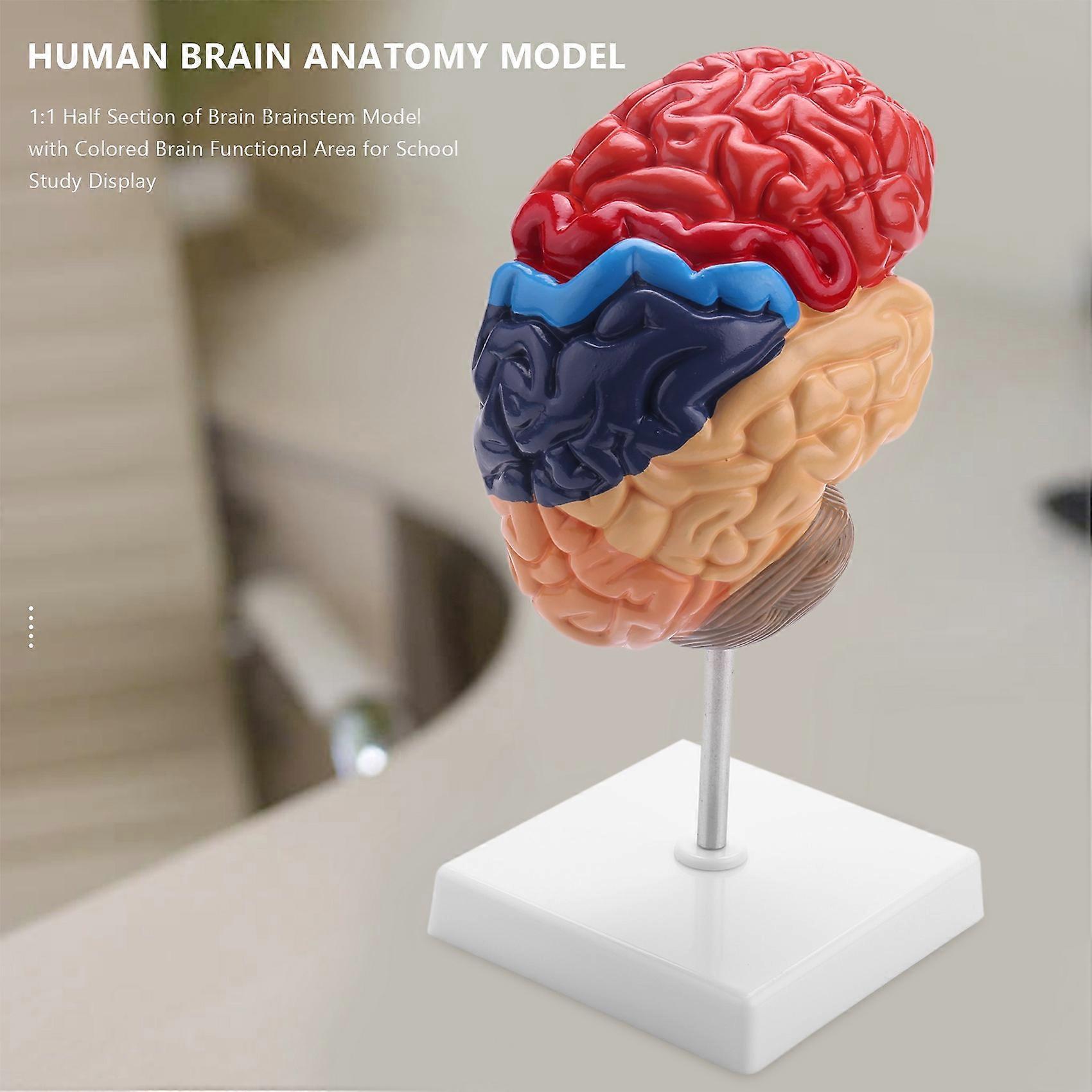 Cerebral Anatomical Model Anatomy 1:1 Half Brain Brainstem Teaching Lab ...