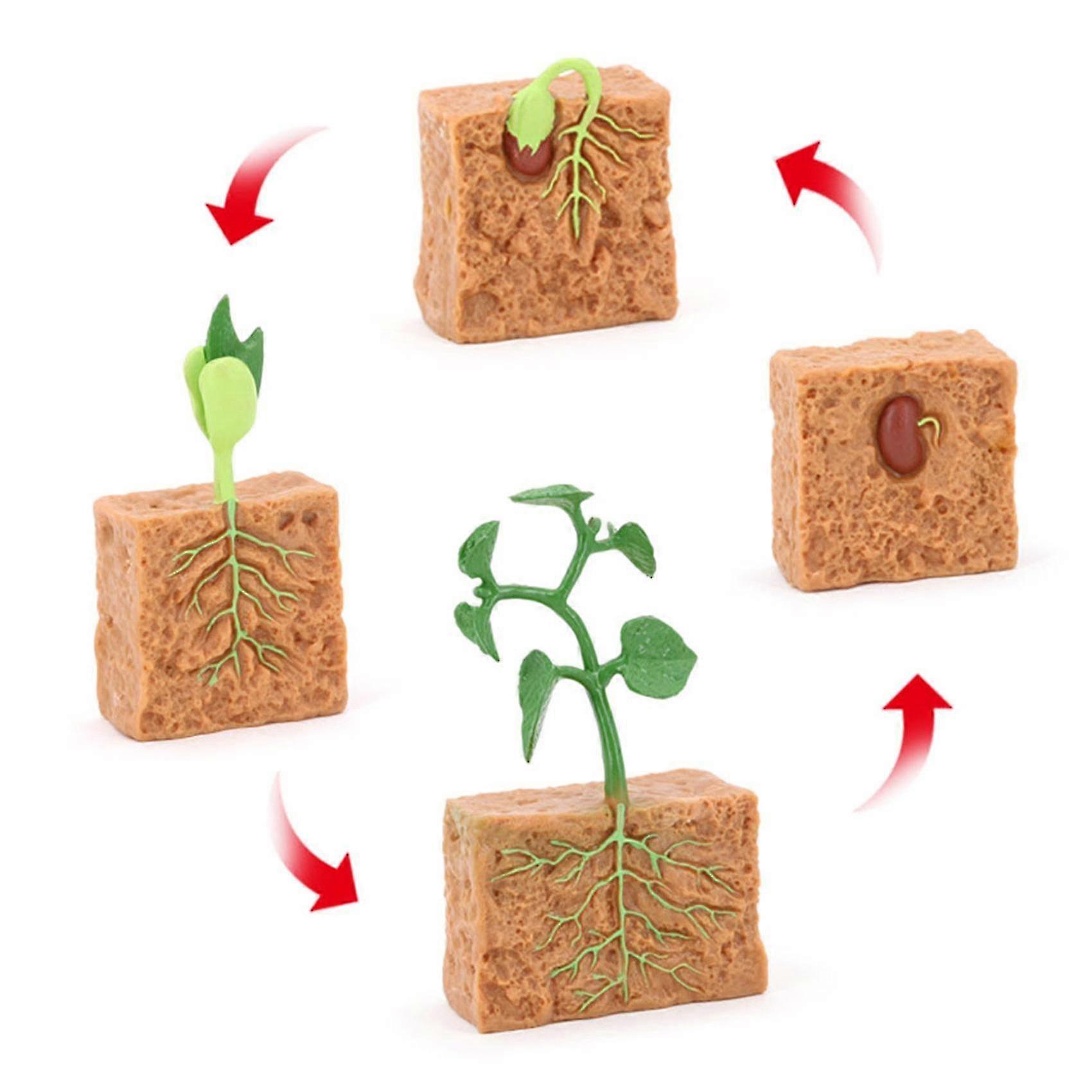 2 Sets Simulation Life Cycle Of Plant Growth Cycle Mod Children Biology ...