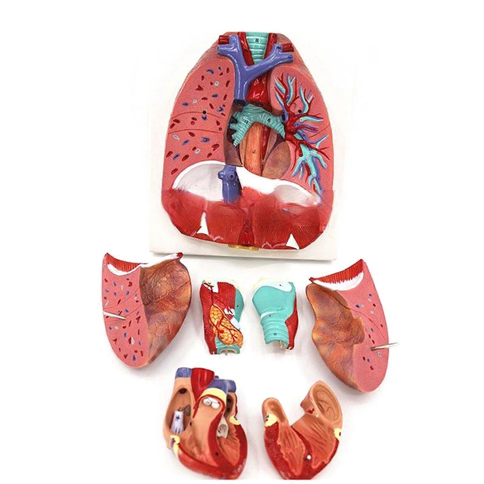 Anatomical Lung Model Shows Detail of Lung Trachea System, Life Size ...