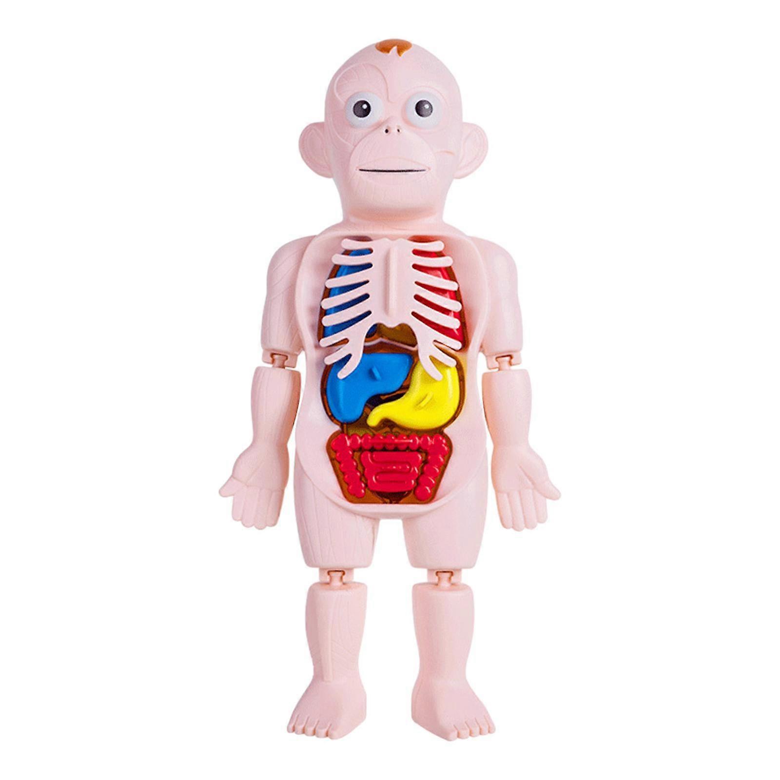 Human Body Puzzle Teaching Tool DIY Toy Early Learning Toy Body Parts ...