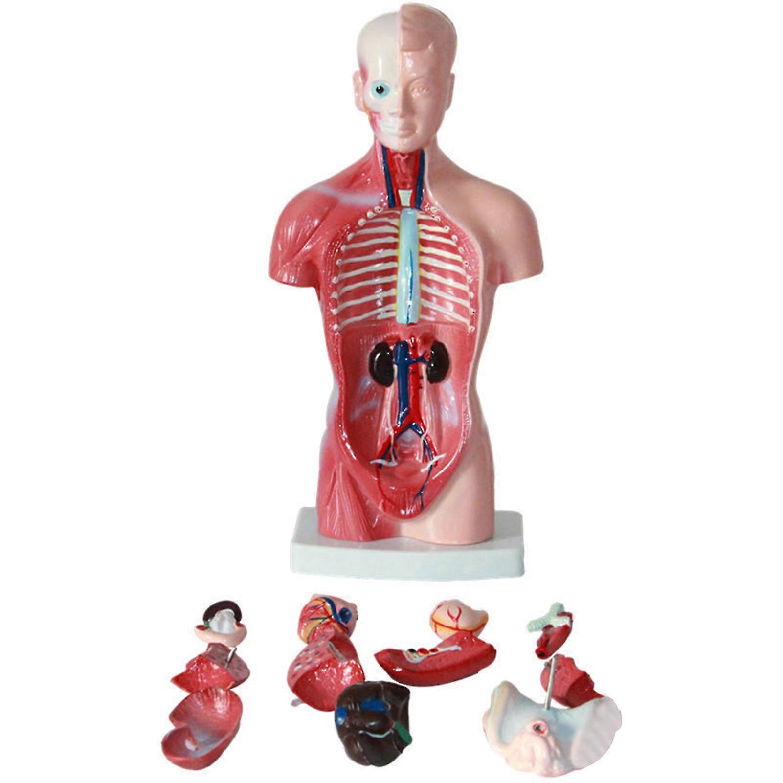 15st/set inre organ modell pedagogisk anatomiska undervisningsverktyg ...