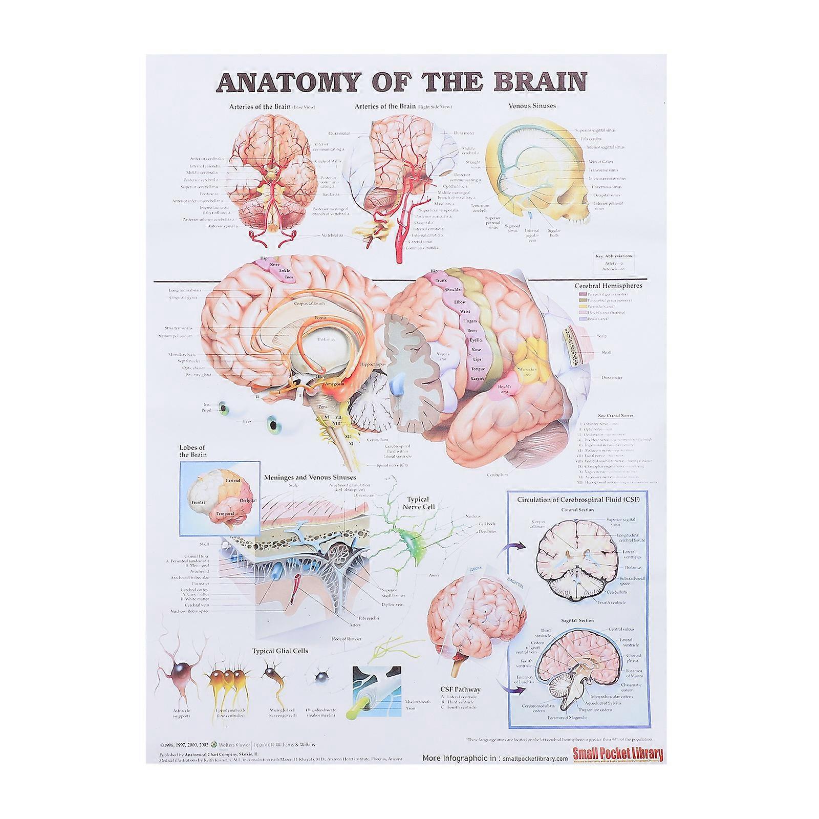 The Office Poster Learning Anatomical Poster Brain Anatomy Poster ...