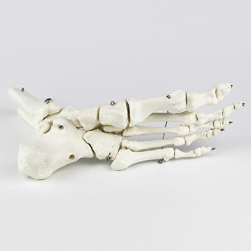 Medical Human Skeleton Foot Bones Anatomy Model Foot and Ankle With ...