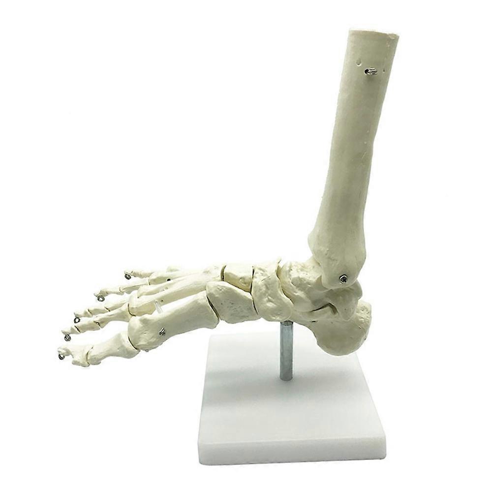 1:1 Human Skeleton Foot Anatomy Model Foot and Ankle Model Teaching ...